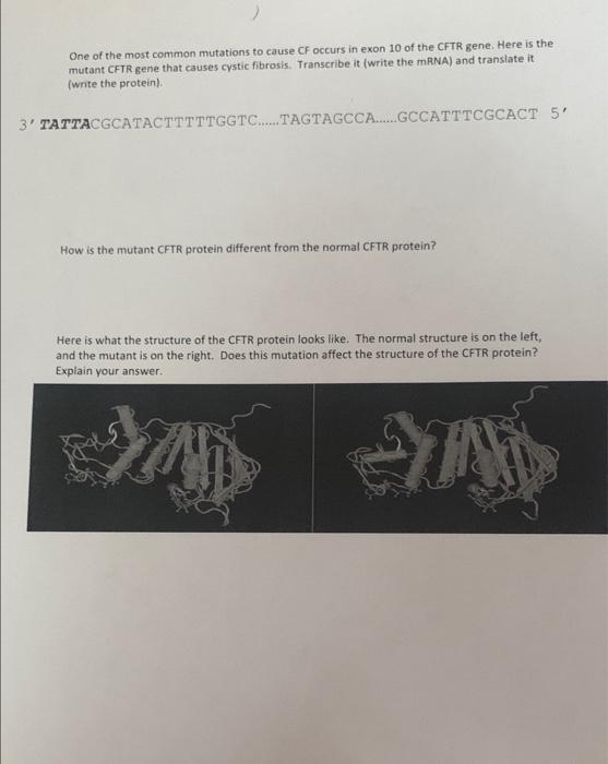 Solved One of the most common mutations to cause CF occurs | Chegg.com