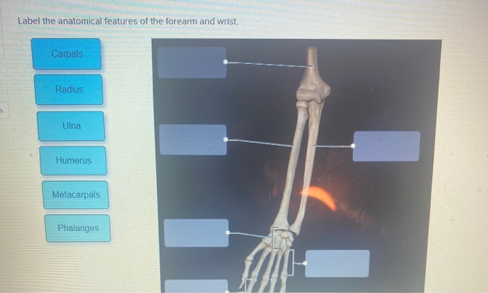 Solved Label the anatomical features of the forearm and | Chegg.com
