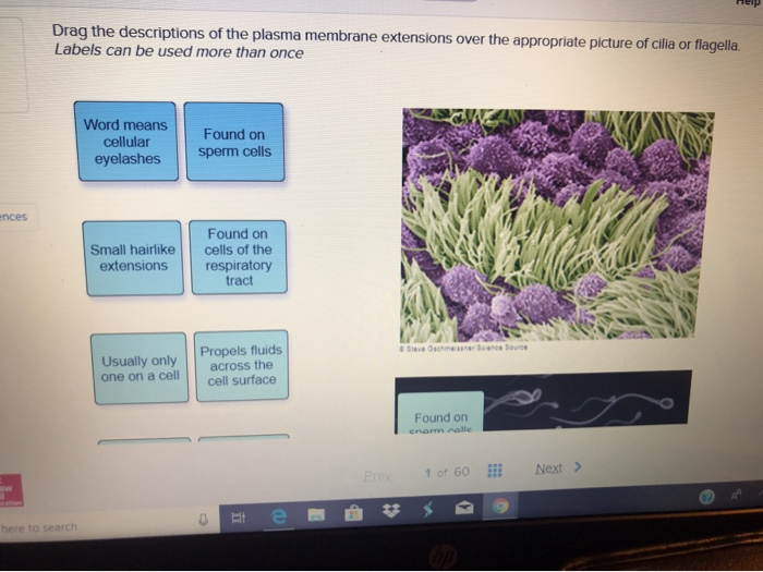 Solved Drag the descriptions of the plasma membrane | Chegg.com