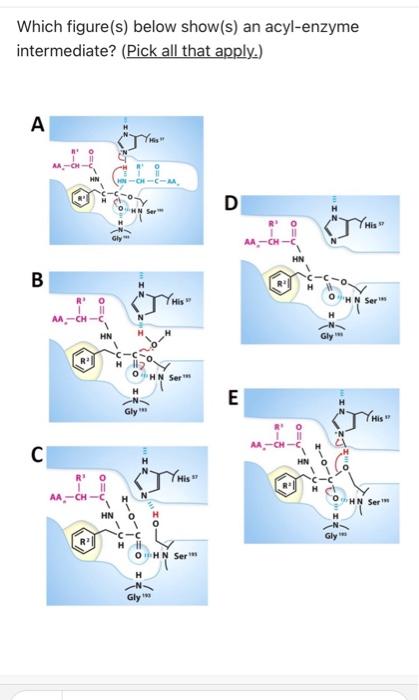 Solved Which figure(s) below show(s) an acyl-enzyme | Chegg.com