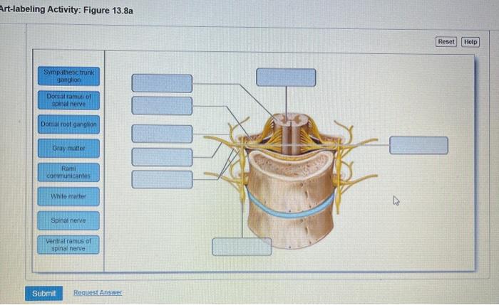 Solved Art-labeling Activity: Figure 13.8a Reset Help | Chegg.com