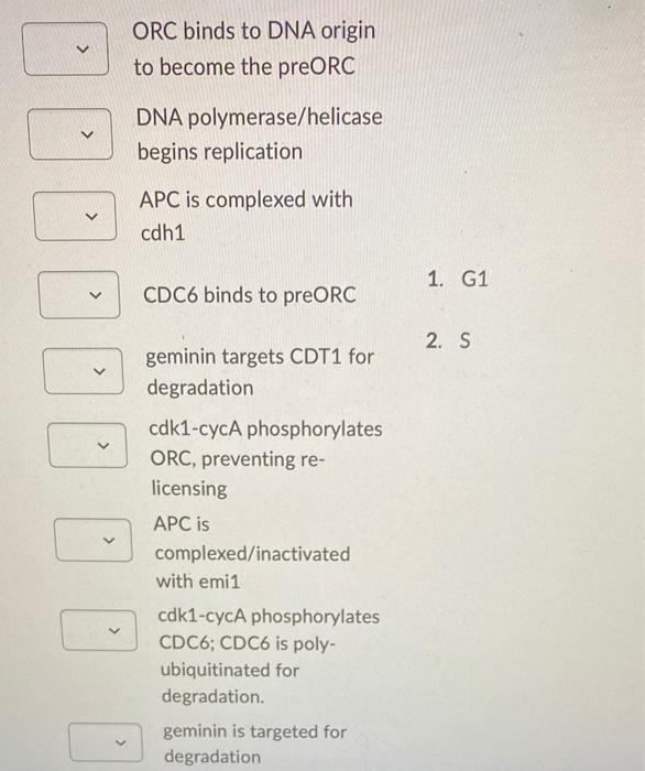 DNA Licensing : (ORC = origin recognition complex; | Chegg.com