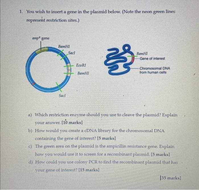 Solved 1. You wish to insert a gene in the plasmid below. | Chegg.com