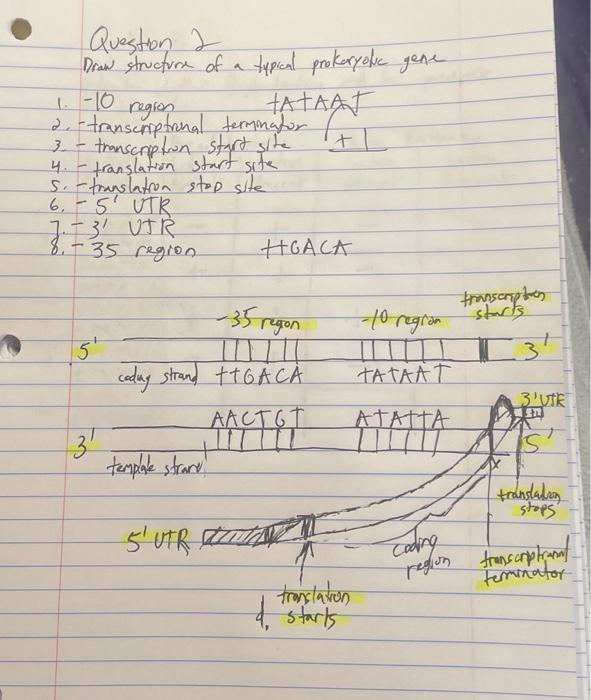 Solved Question 2 Draw structure of a typical prokeryolve | Chegg.com