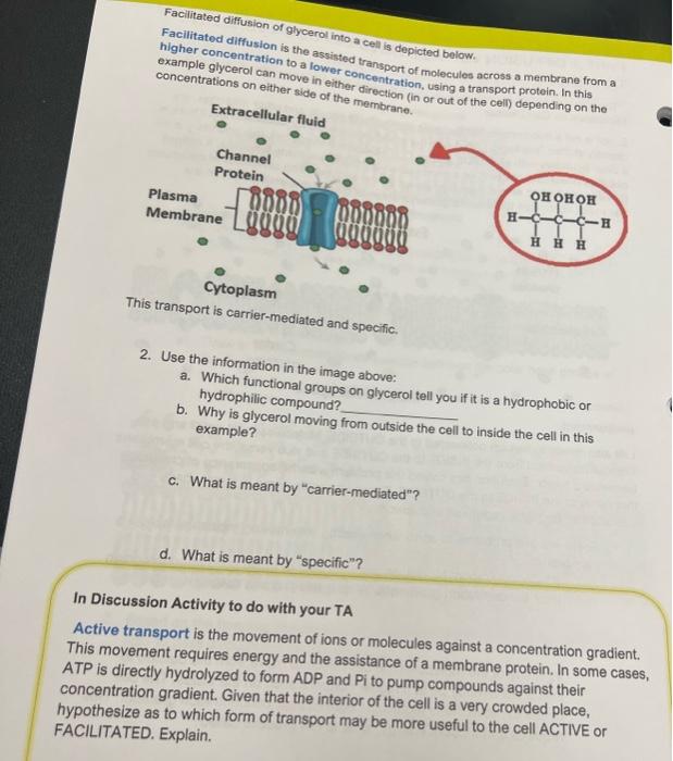 Solved Facilitated diffusion of glycerol into a cell is | Chegg.com