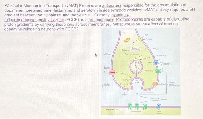Solved - Vesicular Monoamine Transport (vMAT) Proteins are | Chegg.com