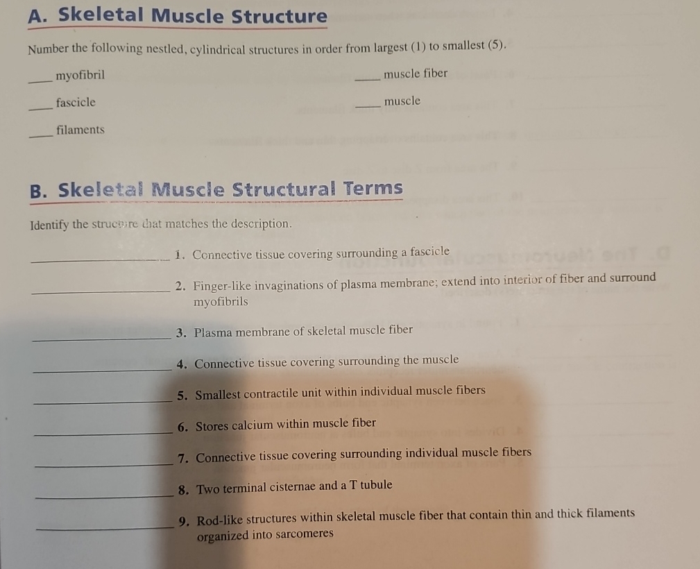 A. ﻿Skeletal Muscle StructureNumber the following | Chegg.com