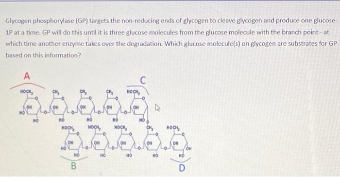 Solved Glycogen phosphorylase (GP) targets the non-reducing | Chegg.com