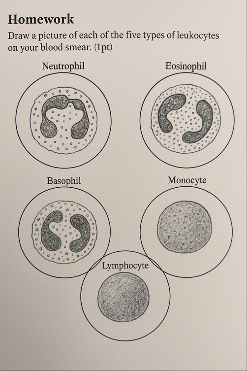 Solved HomeworkDraw a picture of each of the five types of | Chegg.com