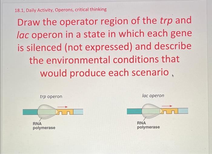Draw the operator region of the trp and lac operon in | Chegg.com