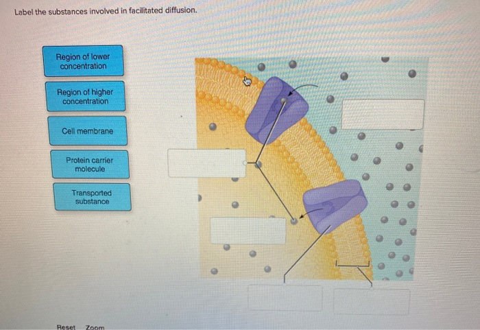 Solved Label the substances involved in facilitated | Chegg.com