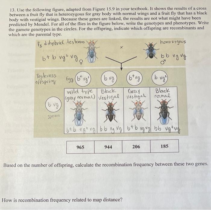 Solved a 13. Use the following figure, adapted from Figure | Chegg.com