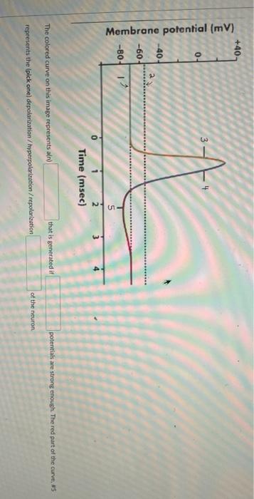 Solved +40- 0 Membrane potential (mV) -40- ابو -60 -80 5 | Chegg.com