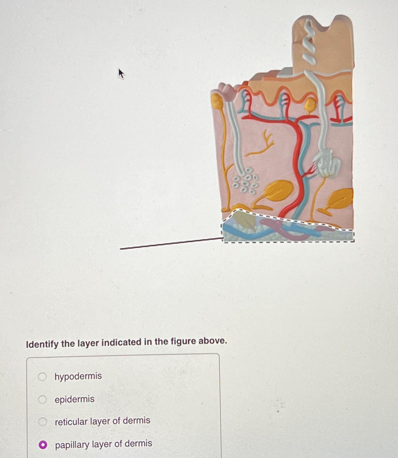 Solved Identify the layer indicated in the figure | Chegg.com
