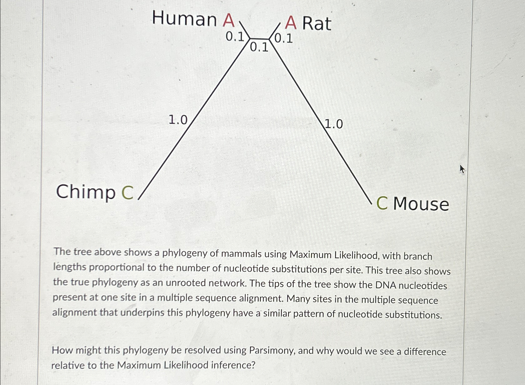 Solved The tree above shows a phylogeny of mammals using | Chegg.com