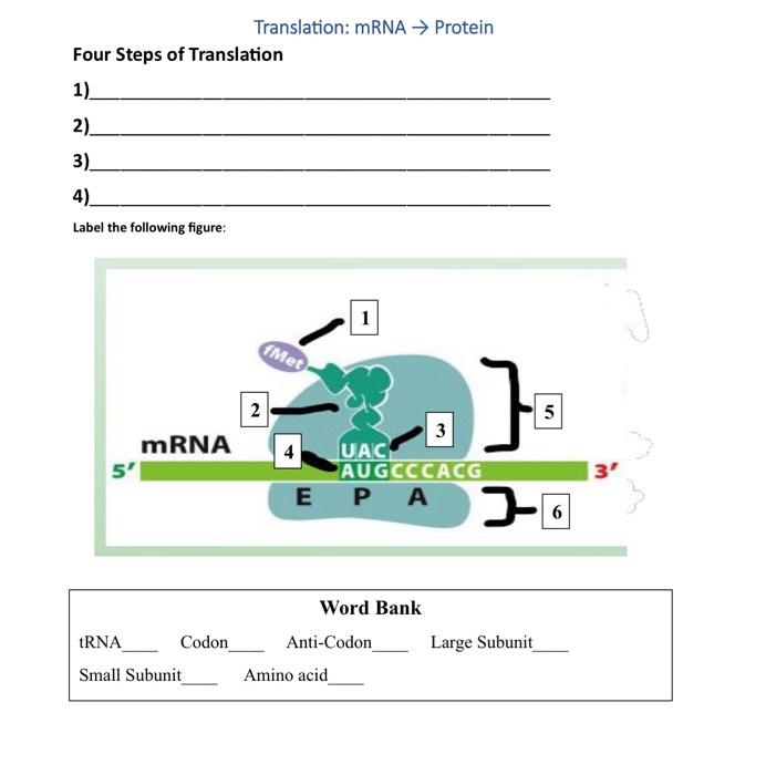 [Solved]: Translation: mRNA Protein Four Steps of Translat