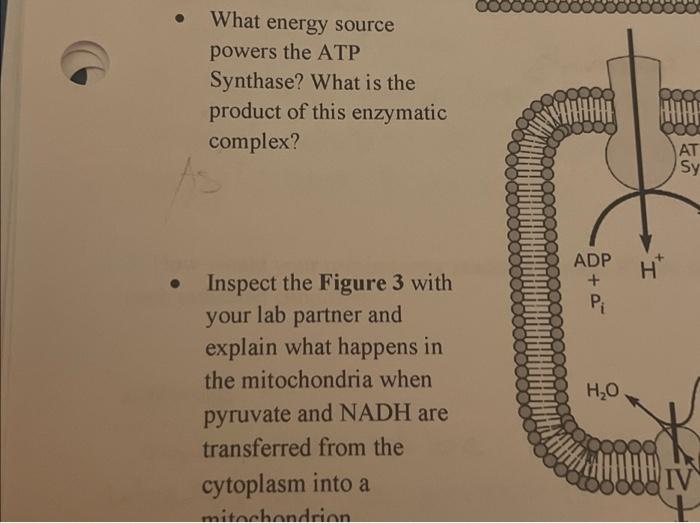 Solved What energy source powers the ATP Synthase? What is | Chegg.com