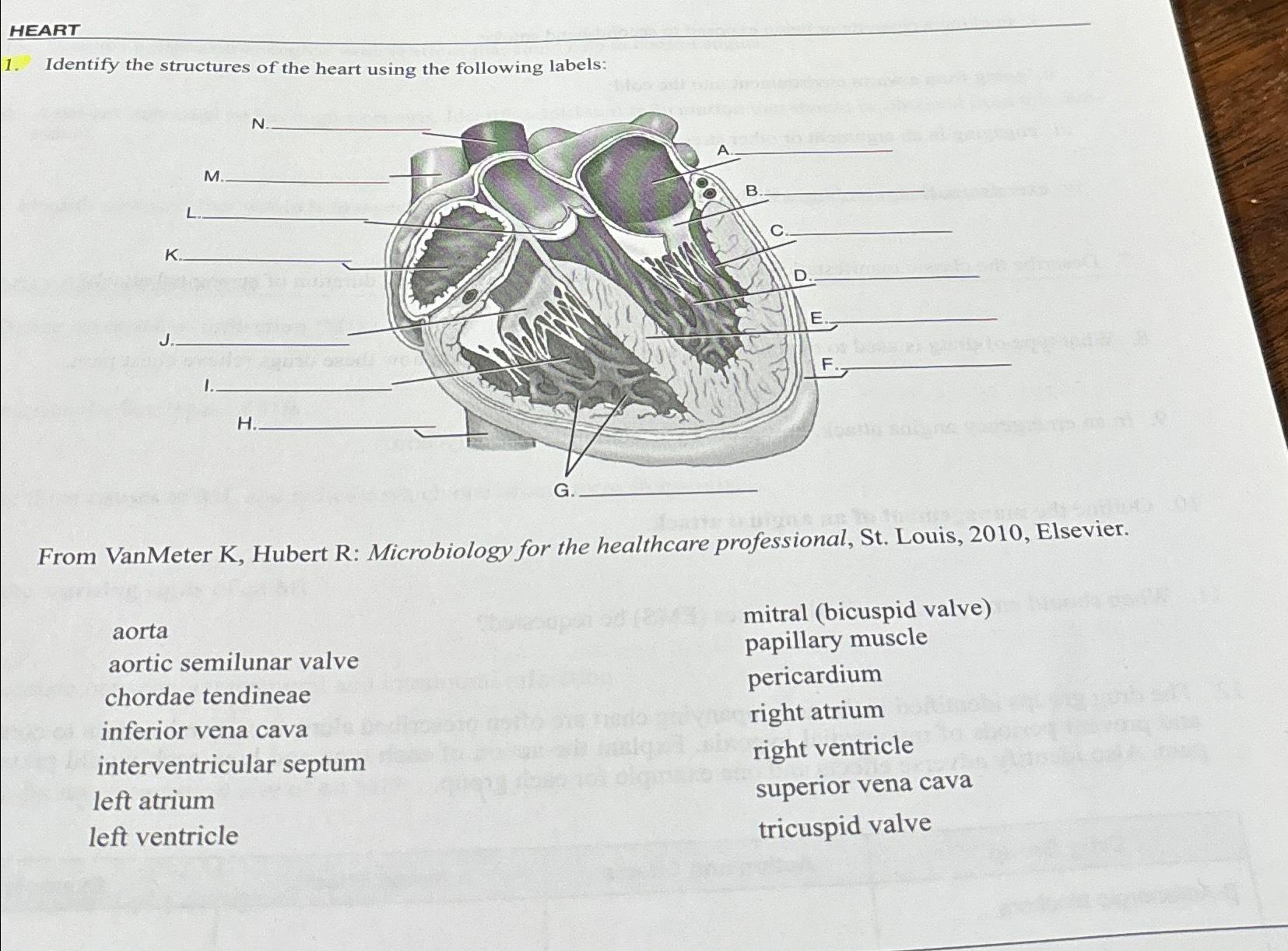 Solved HEARTIdentify the structures of the heart using the | Chegg.com
