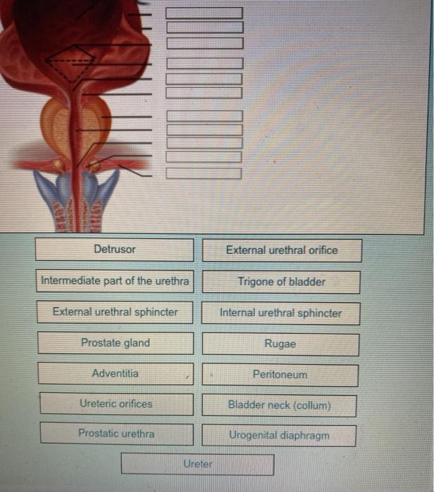 Solved TINO Urethra Trigone # Ischial bone Iliac bone | Chegg.com