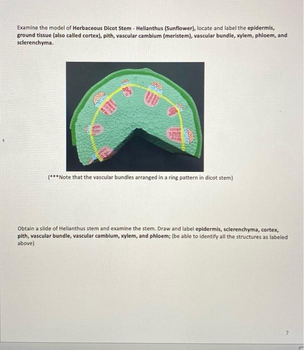 Solved Lab # 9-Angiosperms: Form and Function Lab #9 - | Chegg.com