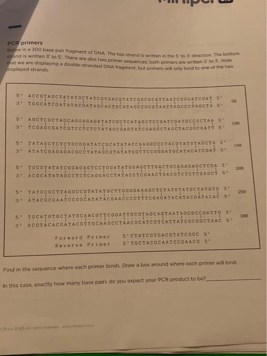 PCR primers Below is a 300 base pair fragment of DNA. | Chegg.com