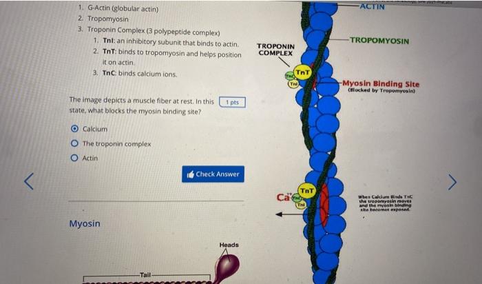Solved ACTIN 1. G-Actin (globular actin) 2. Tropomyosin 3. | Chegg.com