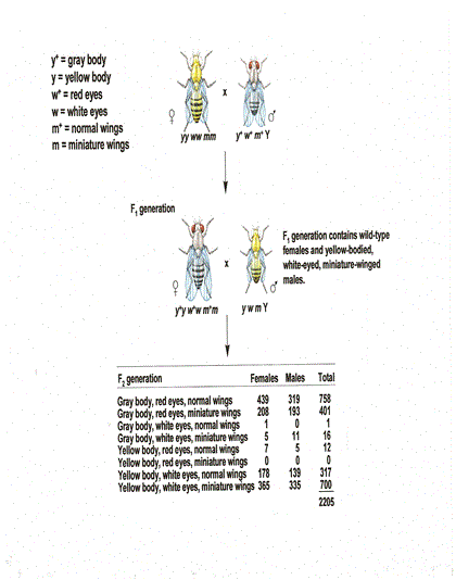Solved Show Gene Linkage and Mapping of the traits? | Chegg.com