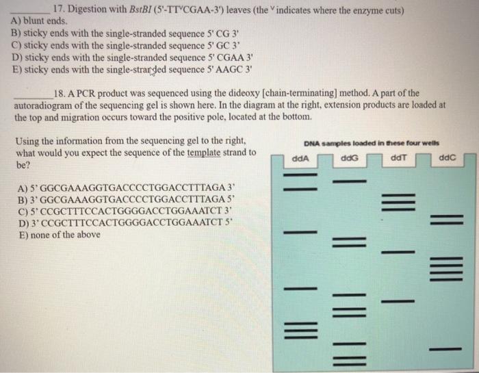 Solved 17. Digestion with BstBI (5-TTYOGAA-3') leaves (the | Chegg.com