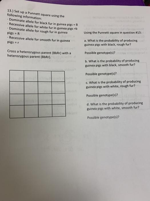 Solved 13.) Set up a Punnett square using the following | Chegg.com