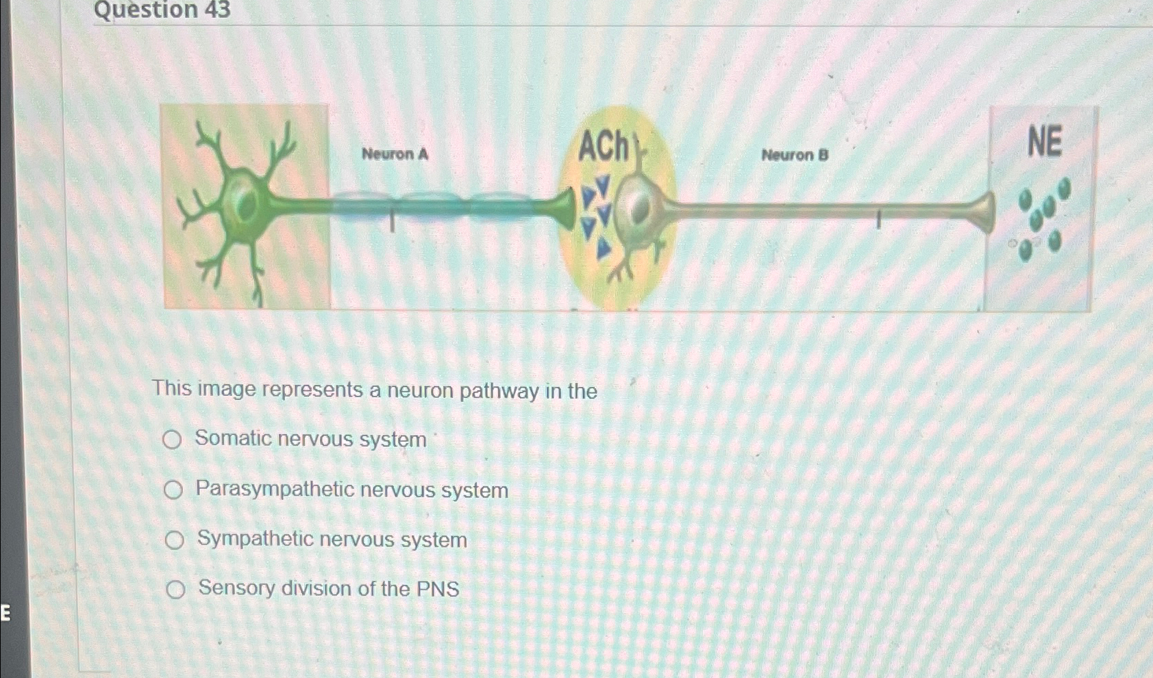 Question 43This image represents a neuron pathway in | Chegg.com