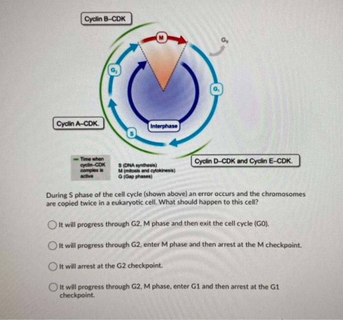 Solved Cyclin B-CDK Cyclin A-COK Interphase Time when Cyclin | Chegg.com