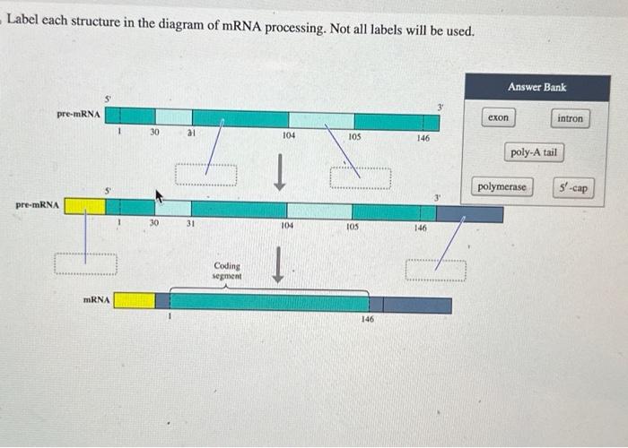 Solved Label each structure in the diagram of mRNA | Chegg.com