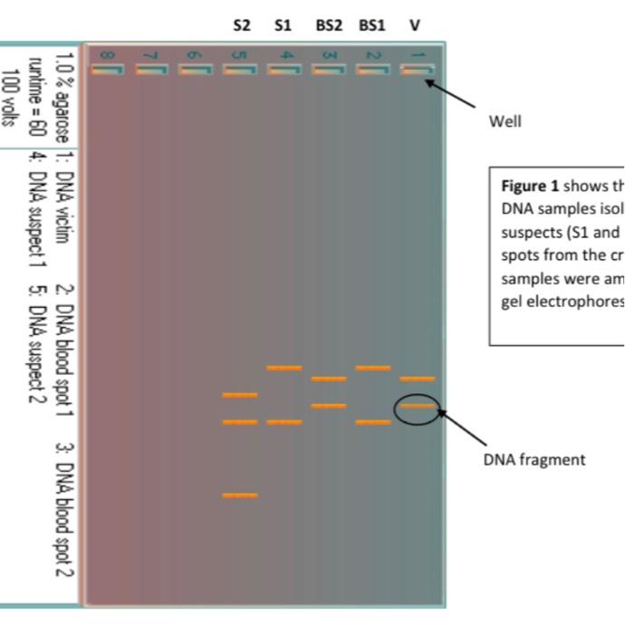 Solved \r\nFigure 1 shows the results of DNA analysis of 5 | Chegg.com