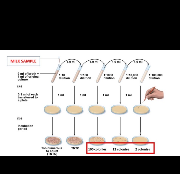 Solved Using the Pour-Plate Method What was the purpose of | Chegg.com