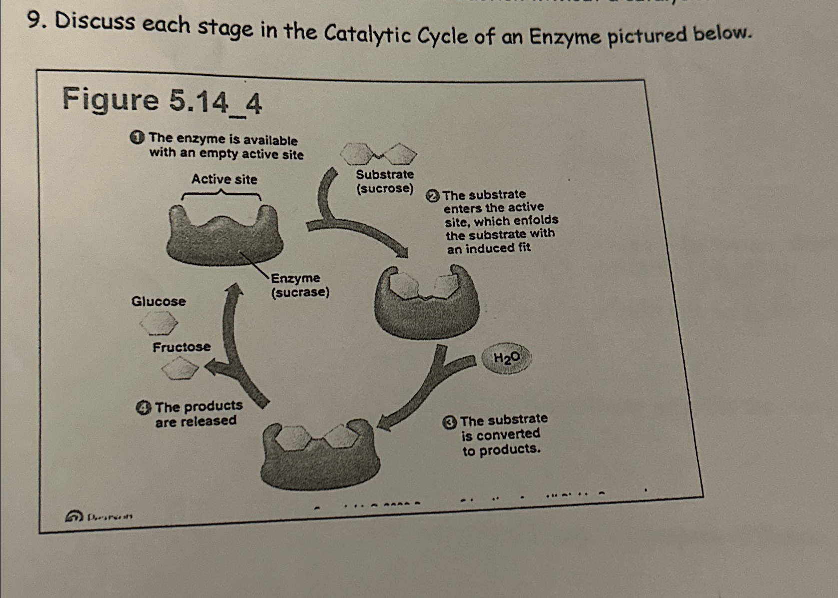 Solved Discuss each stage in the Catalytic Cycle of an | Chegg.com