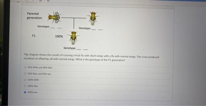 Solved This diagram shows the results of crossing a fruit | Chegg.com