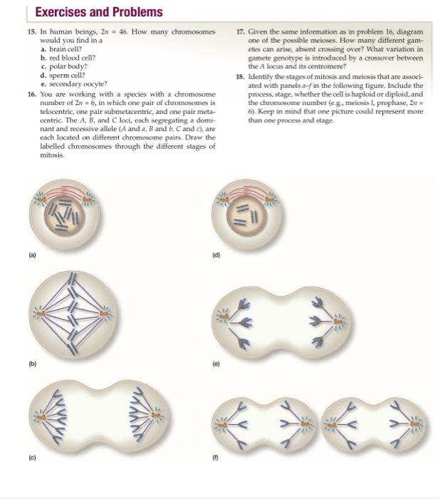 Solved 35. Two curly-winged flies, when mated, produce 61 | Chegg.com