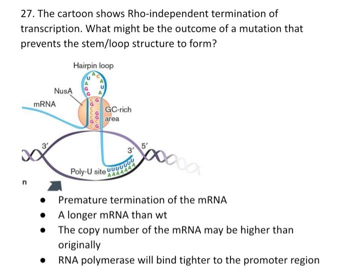 Solved 27. The cartoon shows Rho-independent termination of | Chegg.com