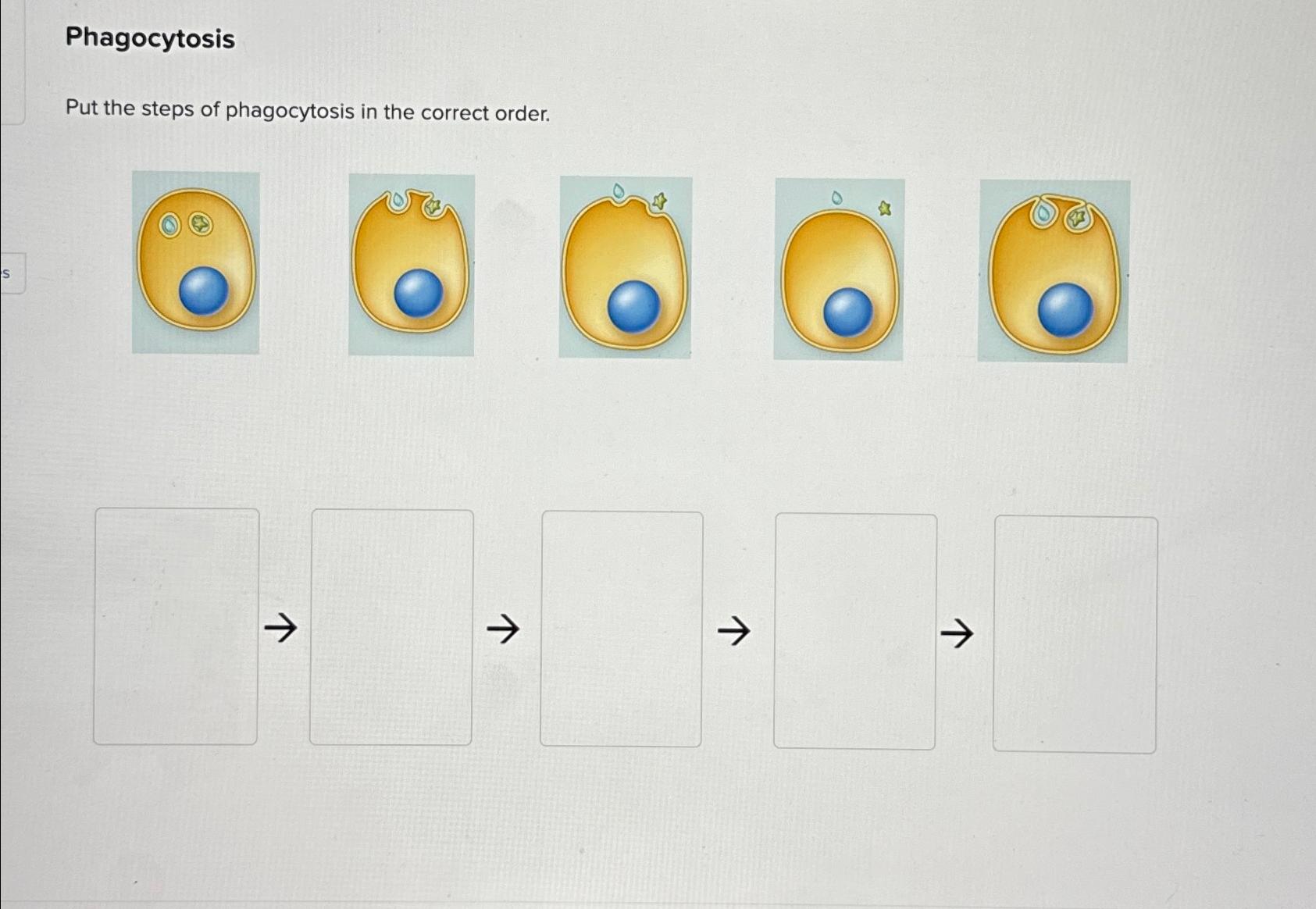 Solved PhagocytosisPut the steps of phagocytosis in the | Chegg.com