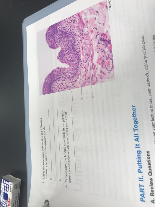 Solved Pended 3. Label the structures indicated in the | Chegg.com