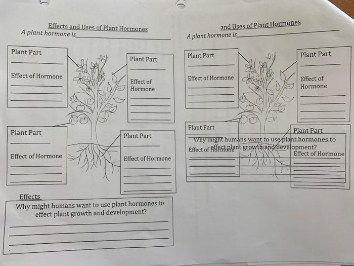 Solved Effects and Uses of Plant Hormones A plant hormone | Chegg.com