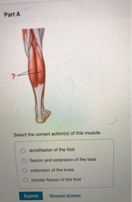 Solved Part A ? Select the correct action(s) of this muscle. | Chegg.com