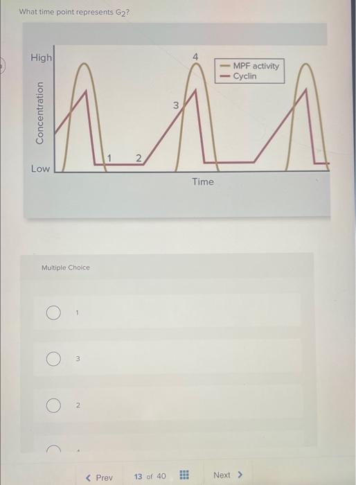 Solved What time point represents G2? High MPF activity | Chegg.com