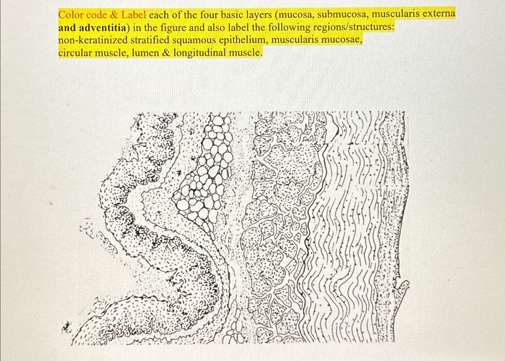 Solved Color code & Label each of the four basic layers | Chegg.com
