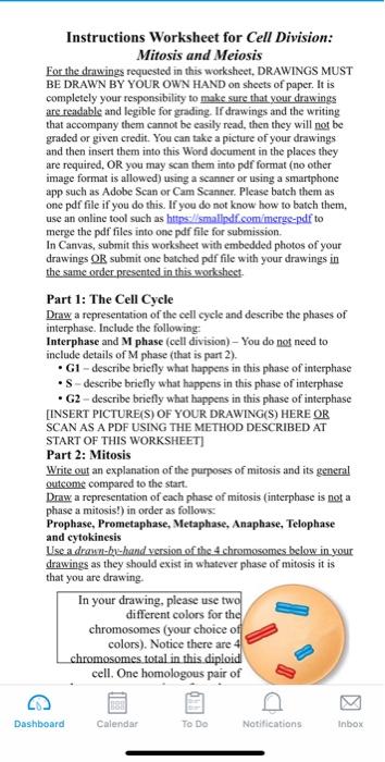 Instructions Worksheet for Cell Division: Mitosis and | Chegg.com