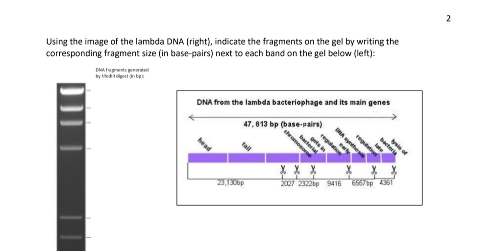 Solved 2Using the image of the lambda DNA (right), ﻿indicate | Chegg.com