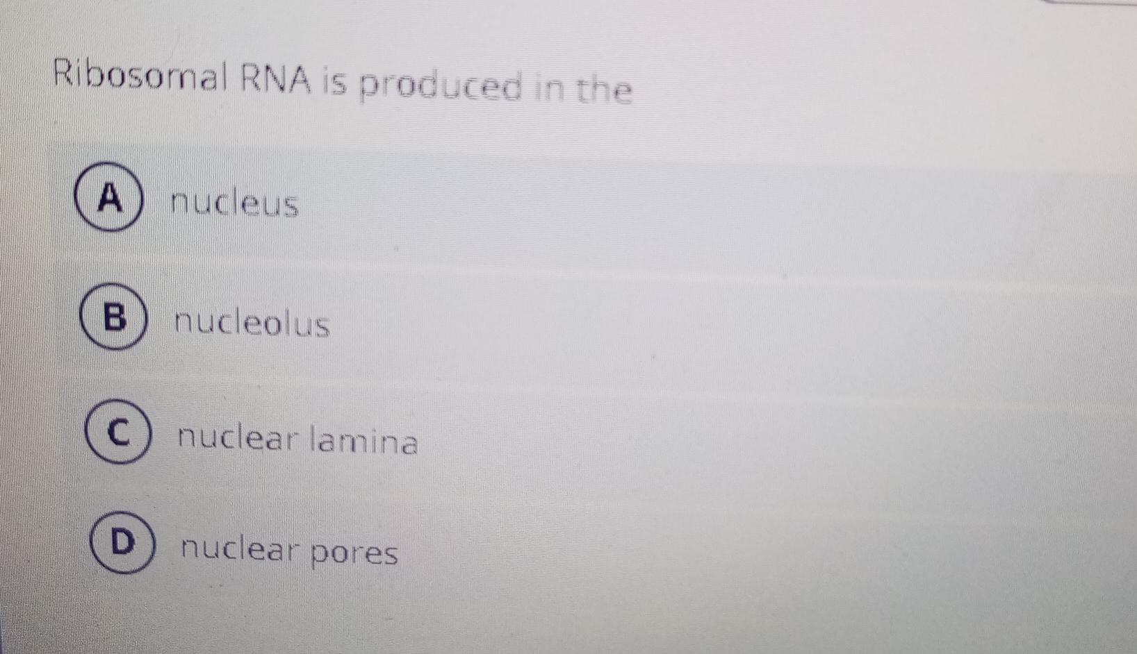 Solved Ribosomal RNA is produced in | Chegg.com