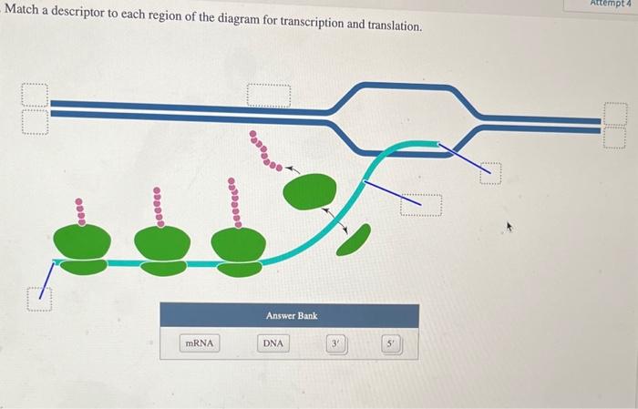 Solved Match a descriptor to each region of the diagram for | Chegg.com