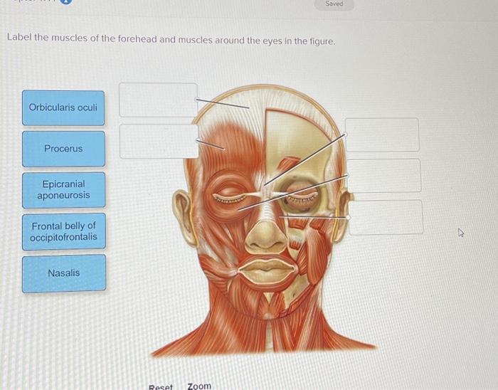 Solved Label the muscles of the forehead and muscles around | Chegg.com