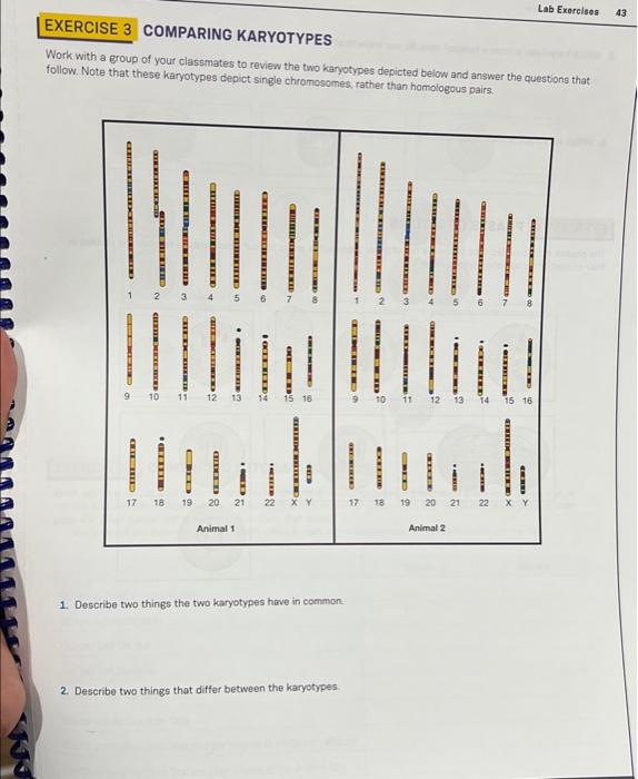 Solved Lab Exercises 43 EXERCISE 3 COMPARING KARYOTYPES Work | Chegg.com